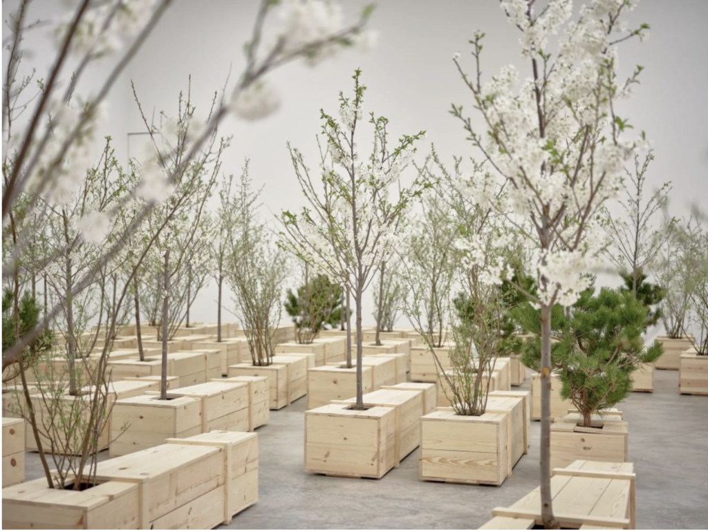 Yoko Ono’s Arboretum Art Installation Trees Die